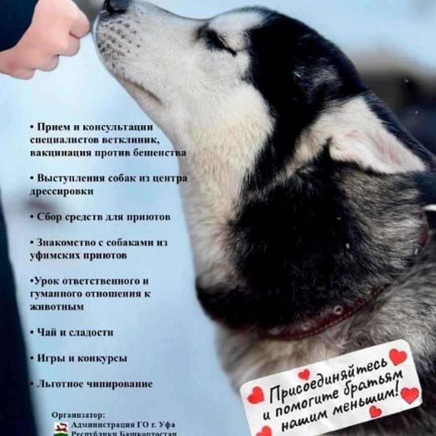 Ищите питомца ждём Вас