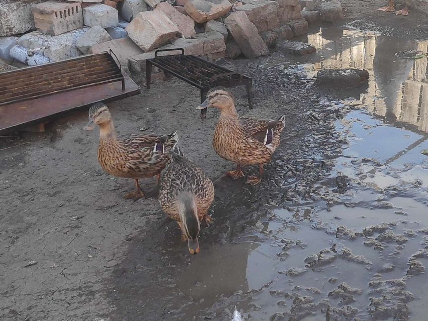 Утка подсадная
