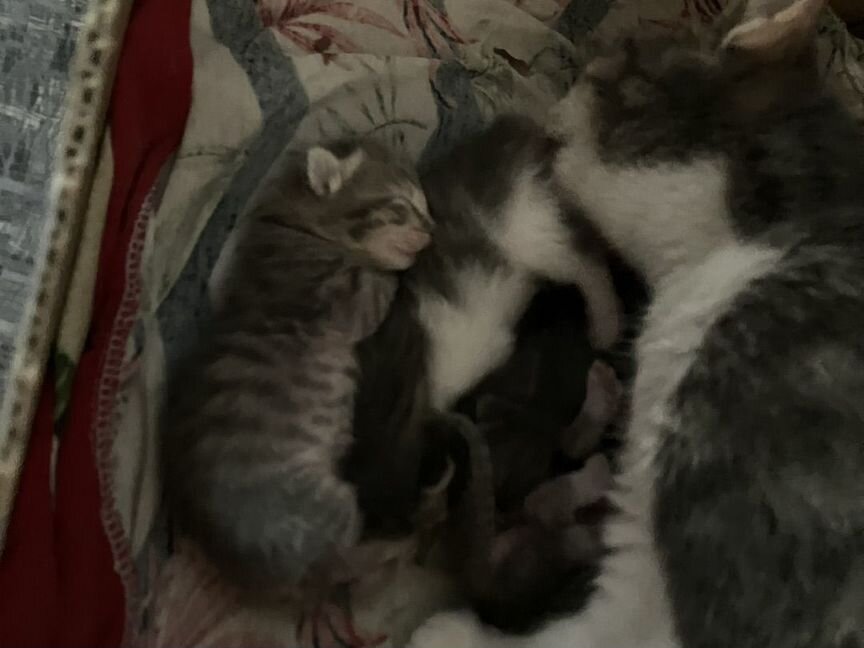 Отдам котят в добрые руки