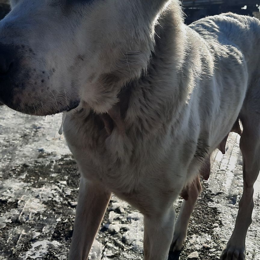 Щенки алабая помесь