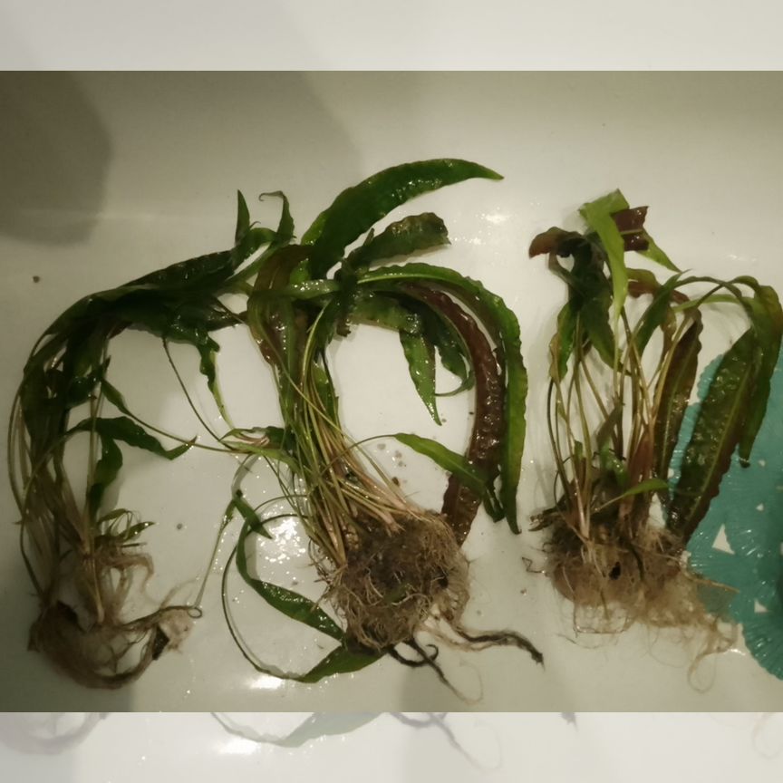 Аквариумное растение