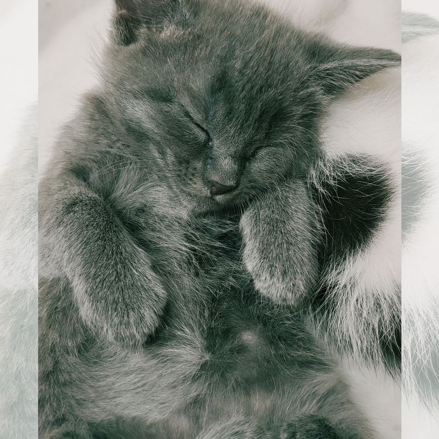 Сиамский котёнок