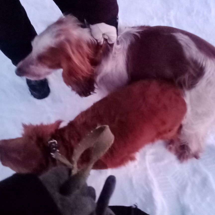 Русский охотничий спаниель, щенок