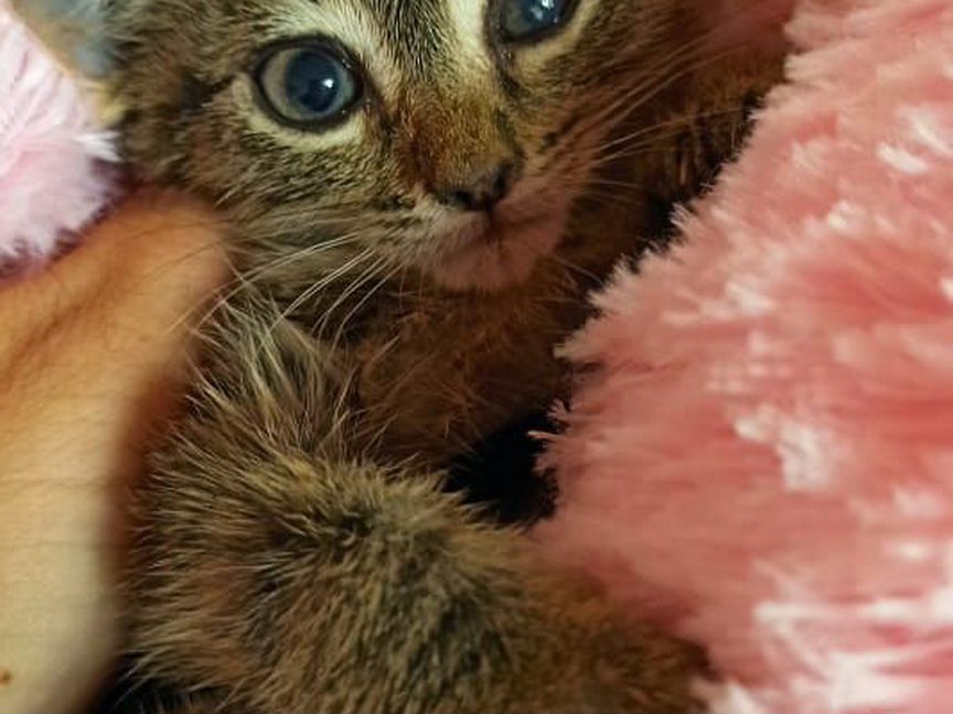 Котенок ищет дом