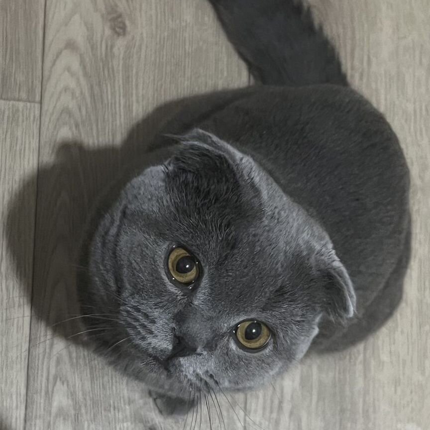 Шотландский вислоухий короткошёрстный котёнок