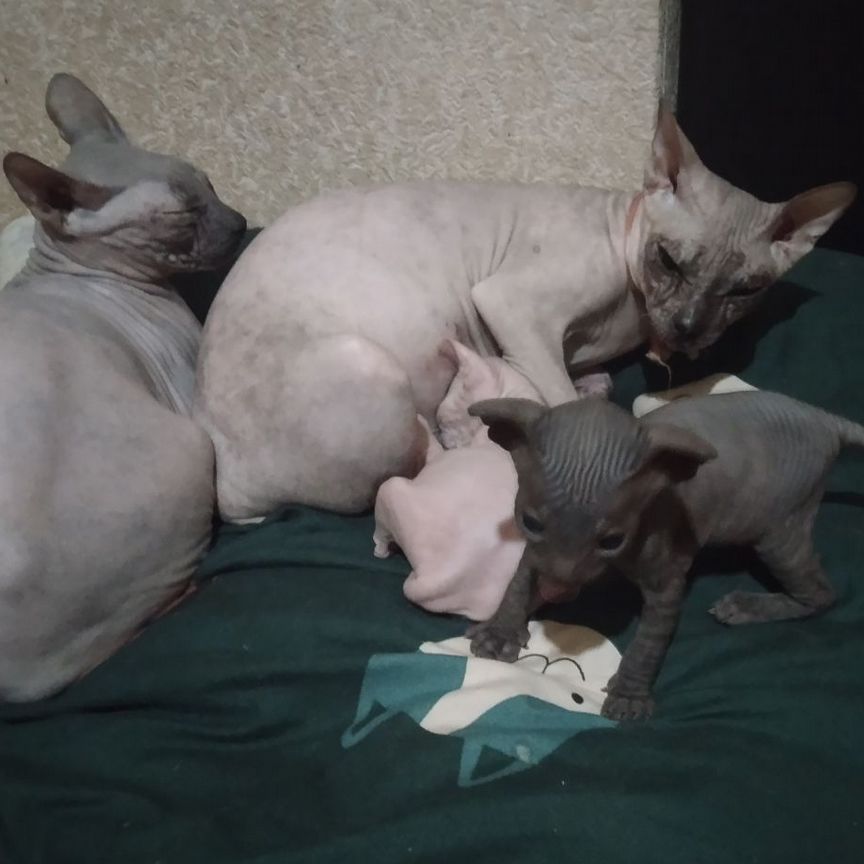 Донской сфинкс котёнок