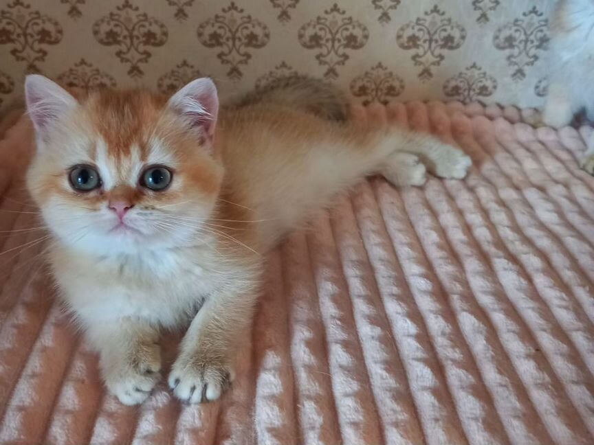 Британские котята