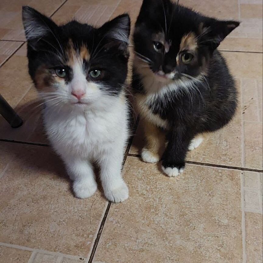 Котята Девочки, 2 месяца, ищу дом им
