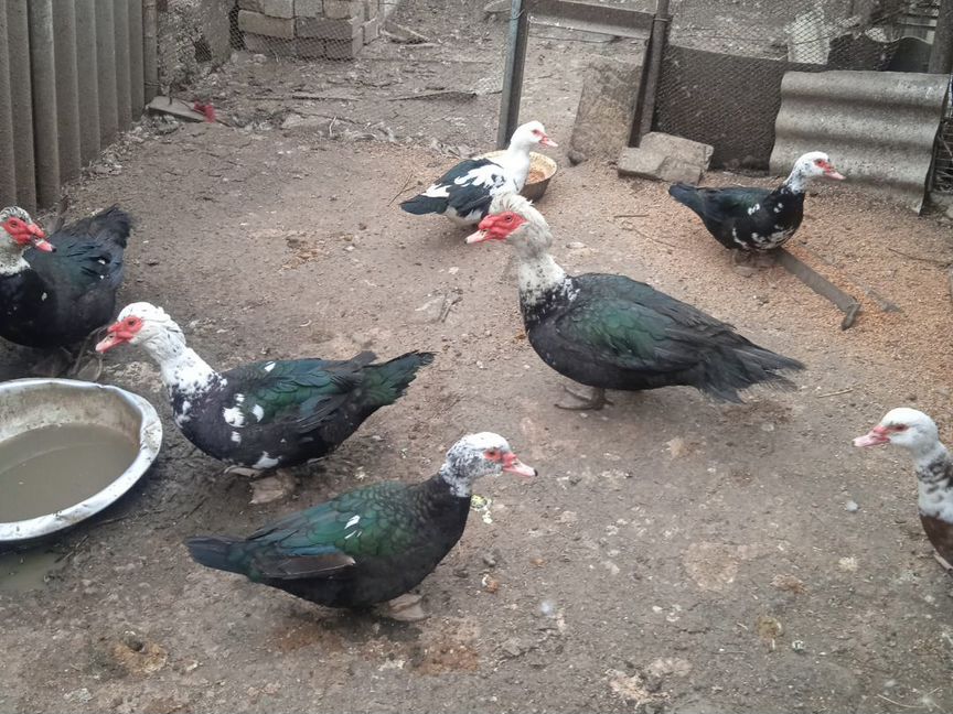 Индоутки на племя