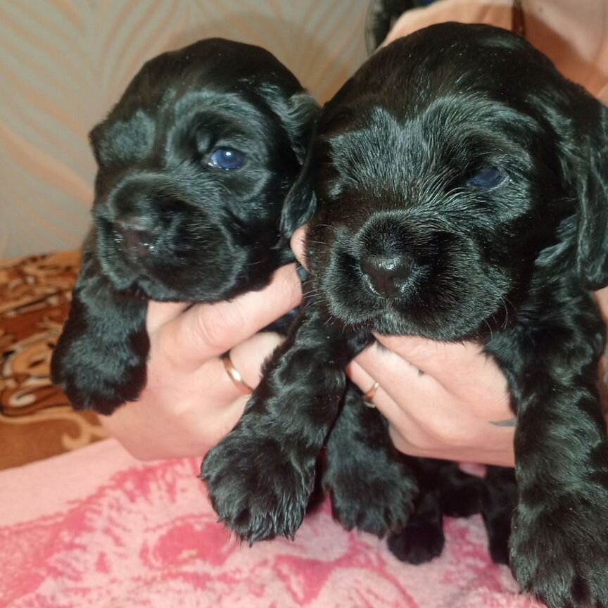 Русский охотничий спаниель, щенок