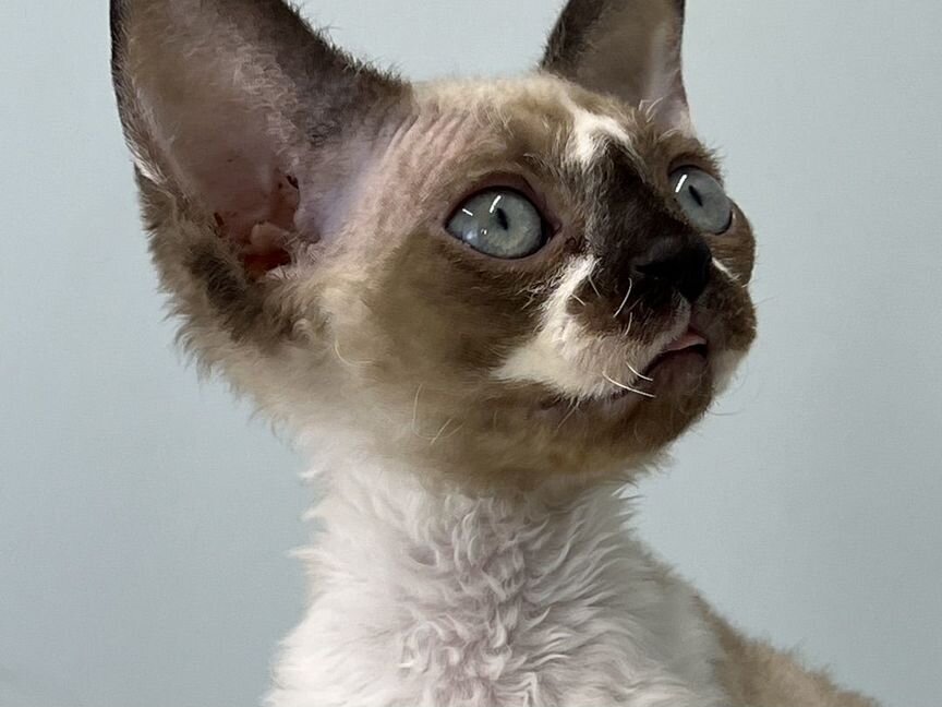 Девон-рекс эксклюзивный мальчик