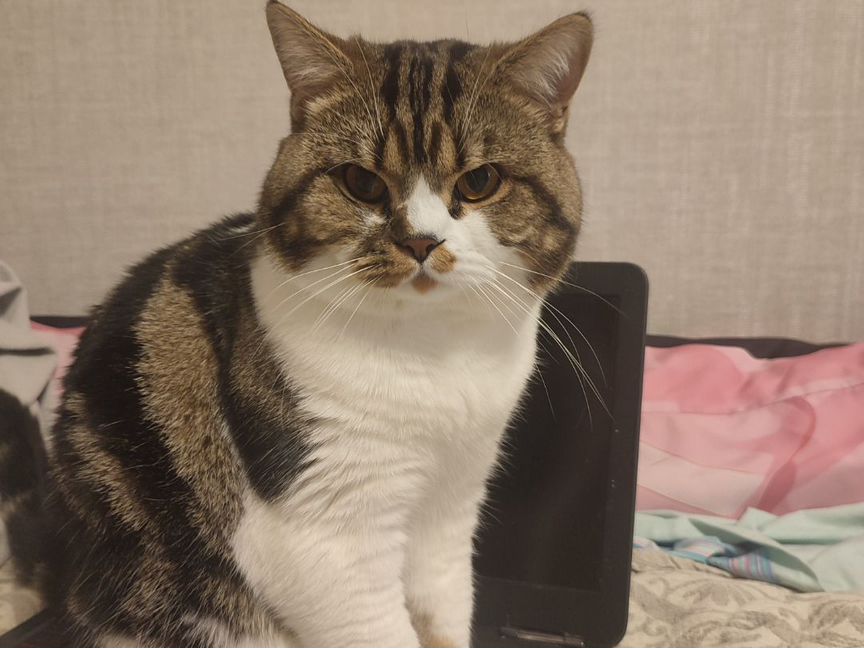 Британский кот вязка