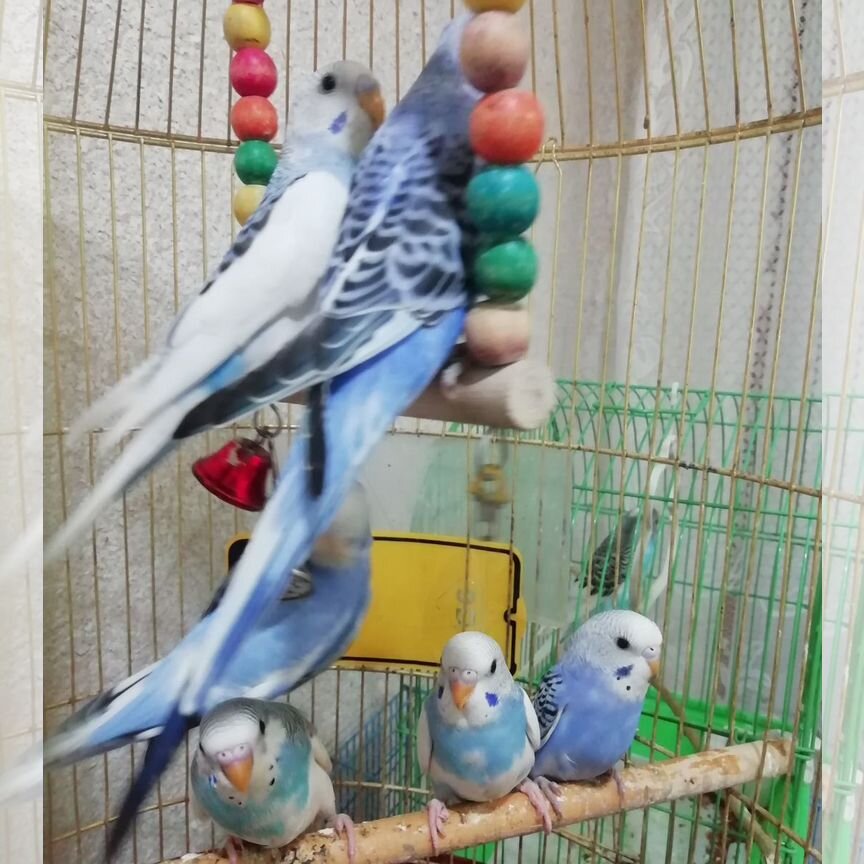 Птенцы волнистый попугай