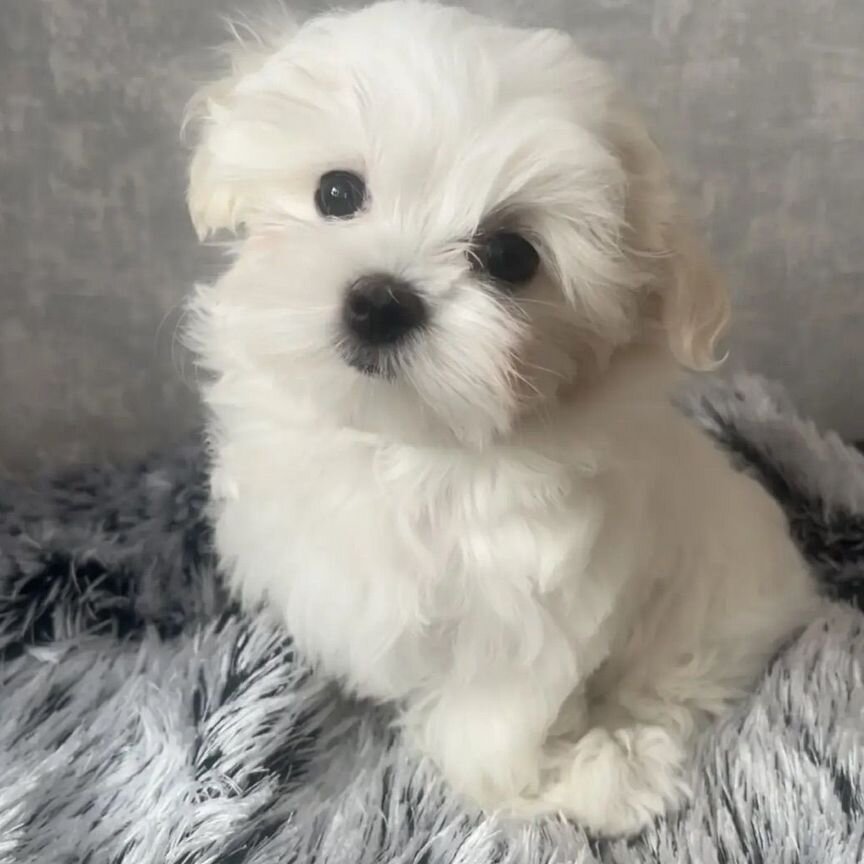 Мальтийская болонка, щенок