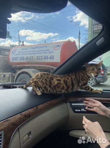 Бенгальская кошка