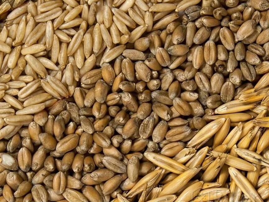 Зерно пшеница ячмень