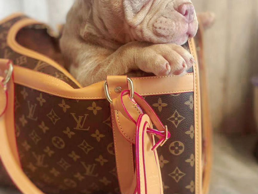 Булли мальчик лиловый триколор мерль покет