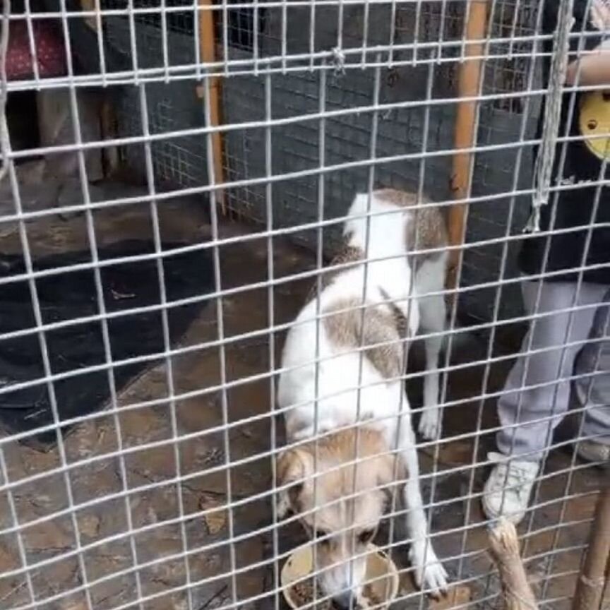 Собака в добрые руки