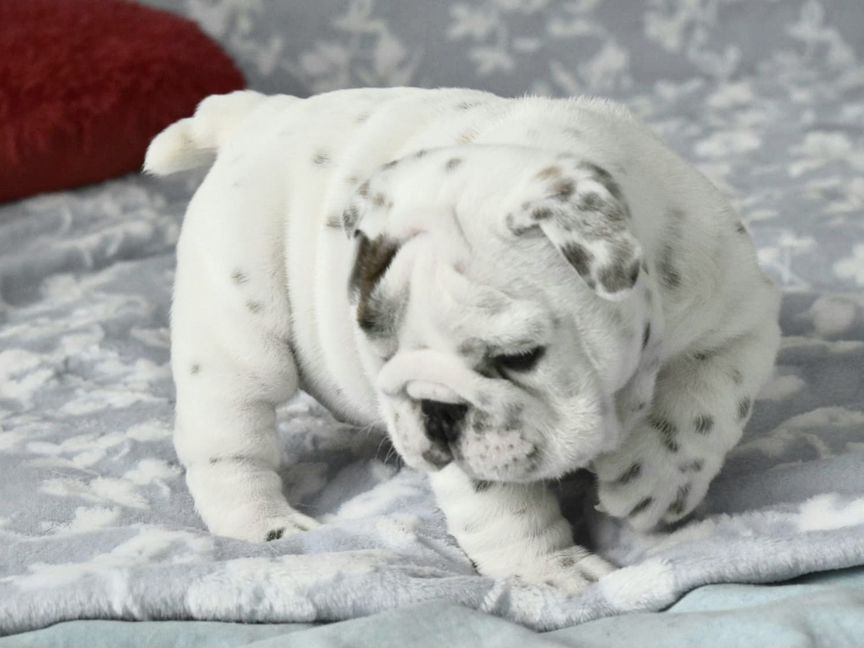 Английский бульдог мальчик