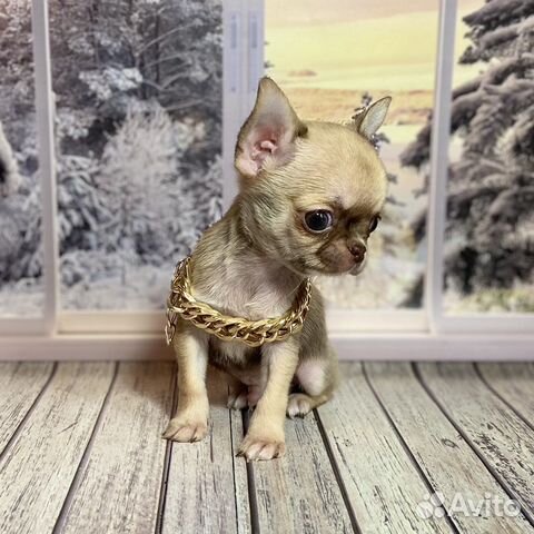 Эксклюзивный микро мальчик