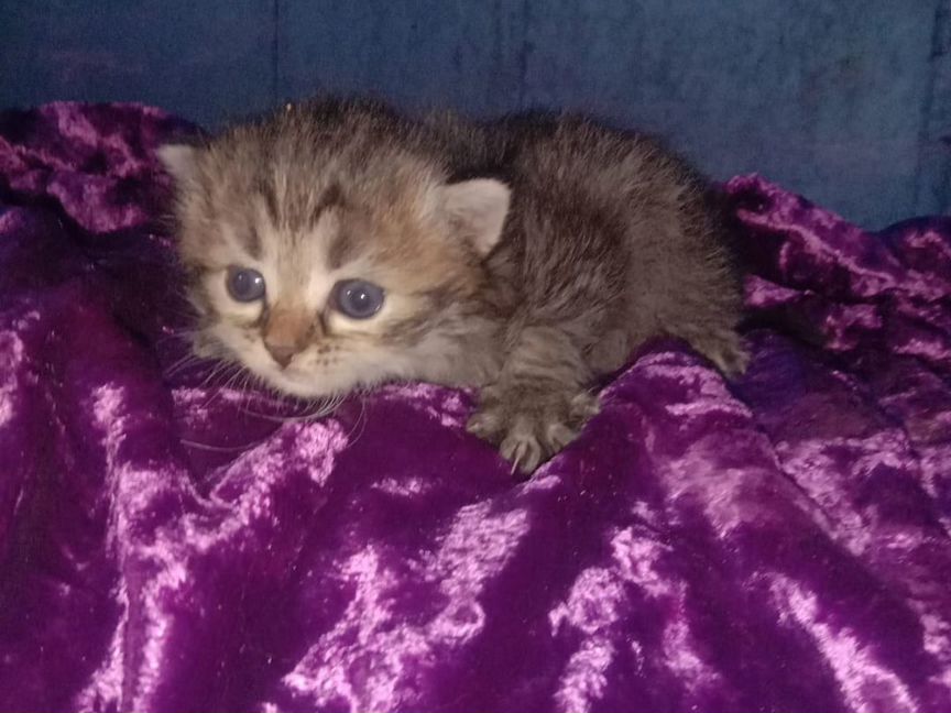 Котятки ищут самые добрые ручки