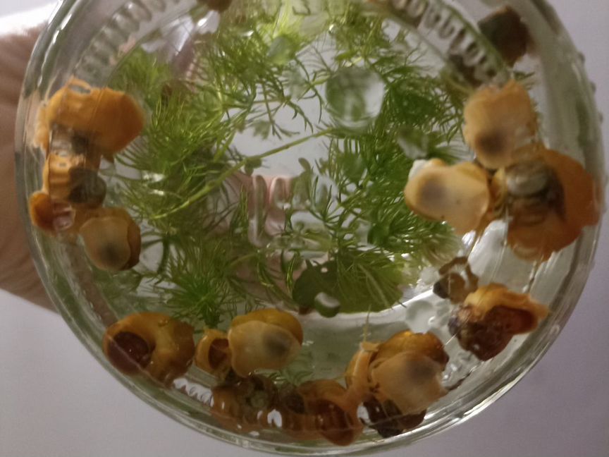 Ампулярии и роголистник