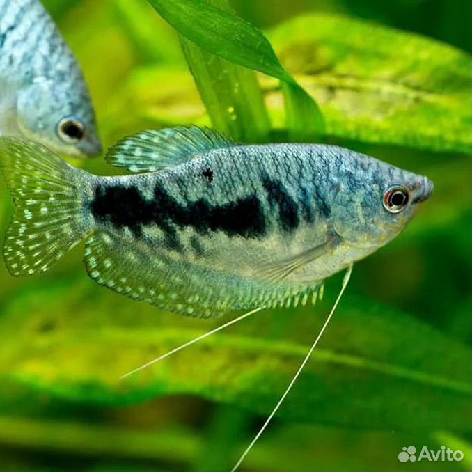 Гурами в ассортименте