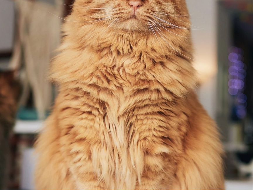 Котик Март ищет любимых хозяев