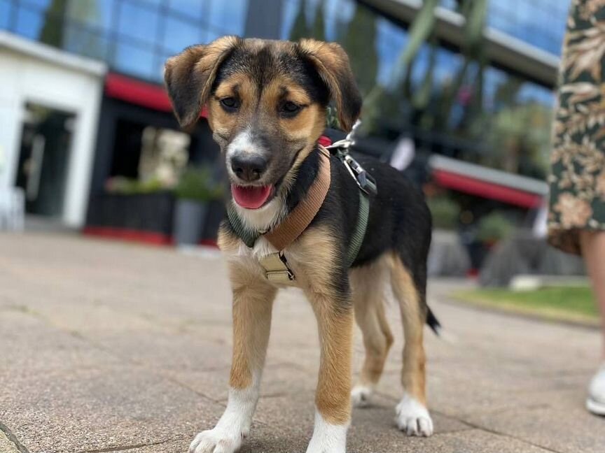 Очаровательный щенок в добрые руки