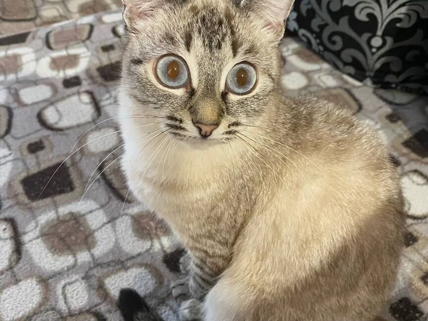 Кошка в дар бесплатно