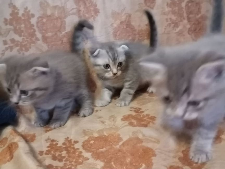 Кошки