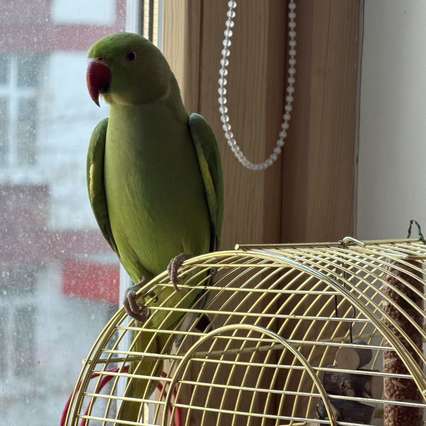 Певчие птицы