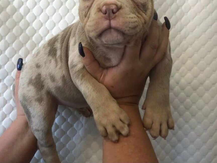 Американский булли покет мальчик лиловый мерль