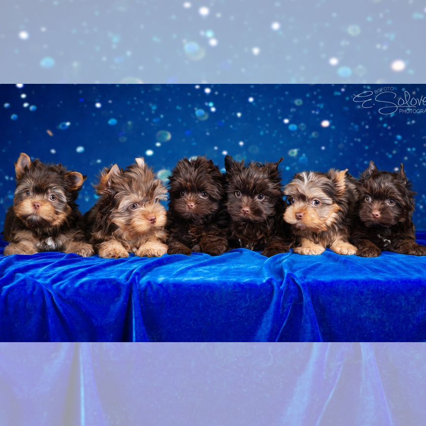 Йоркширский терьер, щенок