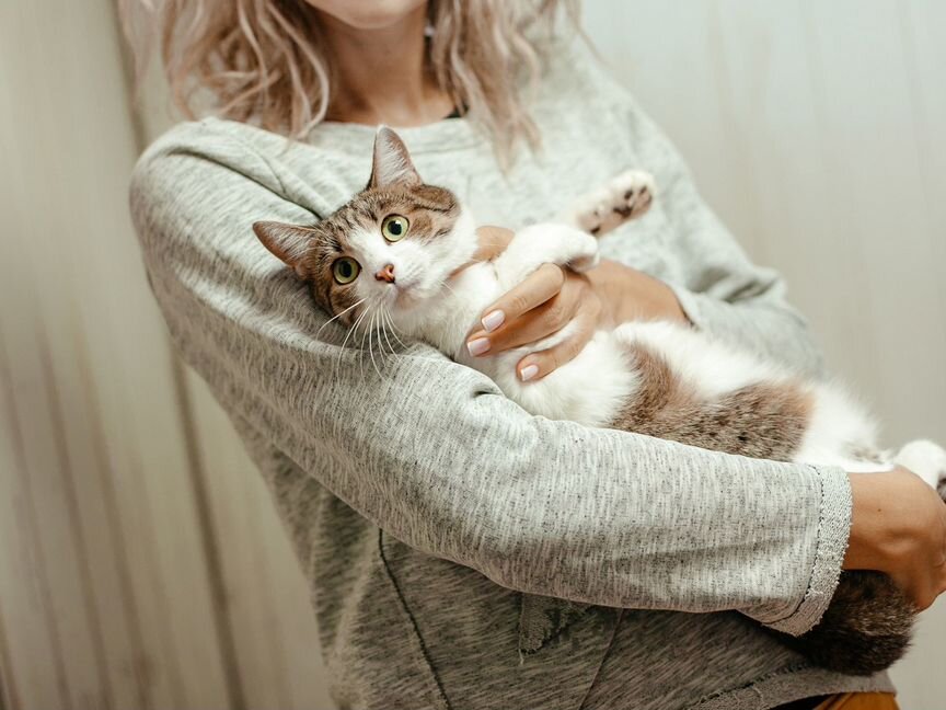 Кошка Ладушка ищет дом