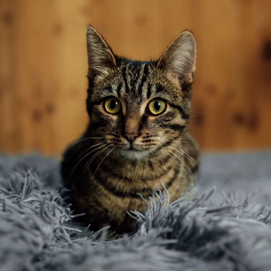 Котёнок Витёк ищет дом