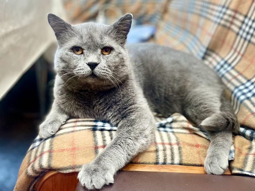 Котик Шанти ищет дом