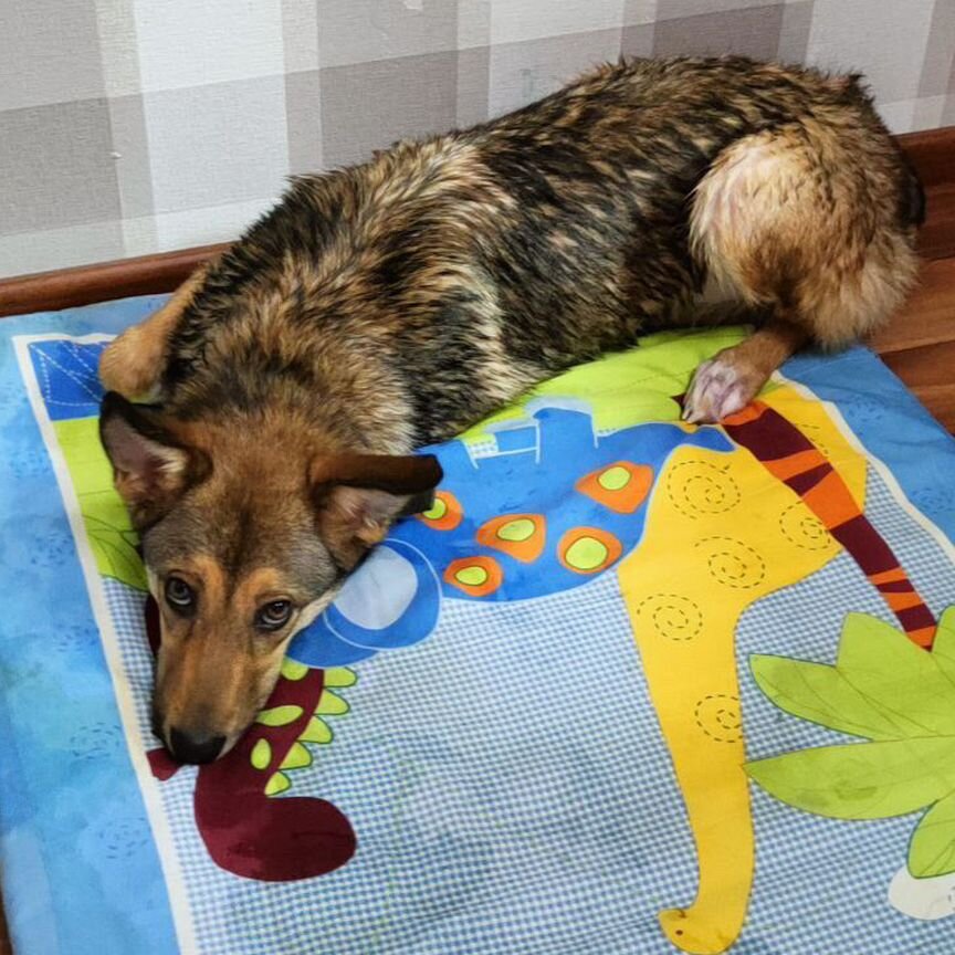 Отдам в добрые руки щинка девочку 8 месяцев