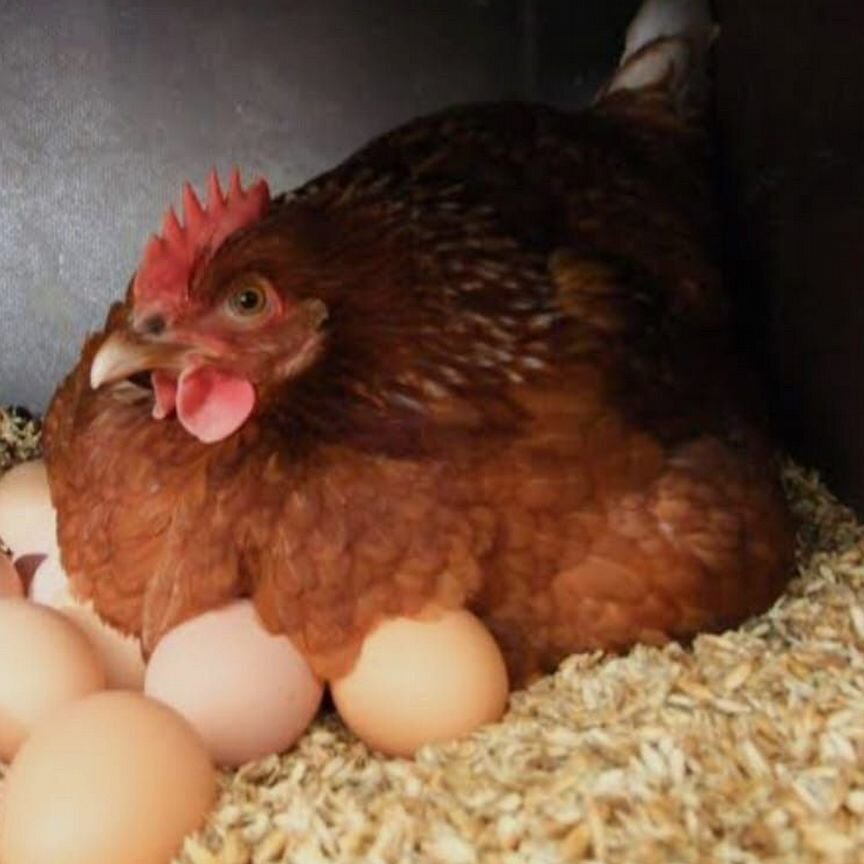 Куры несушки