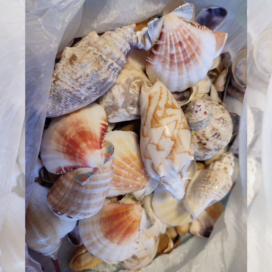 Пакет морских ракушек