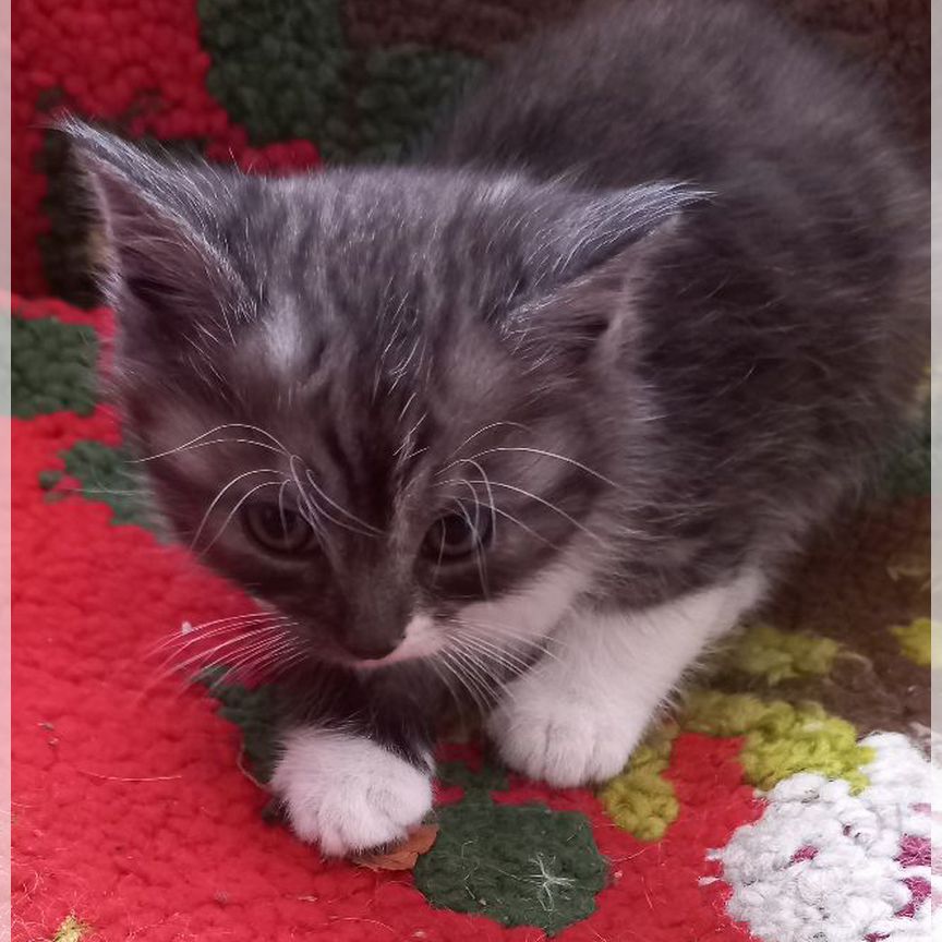 Котёнок в добрые руки