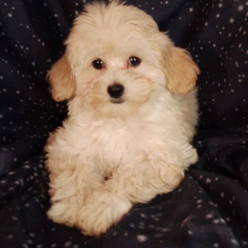 Мальтипу, щенок