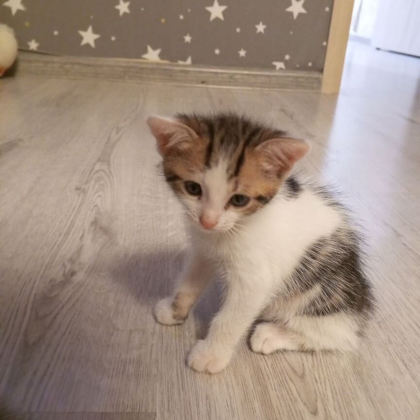 Отдам милого котёнка
