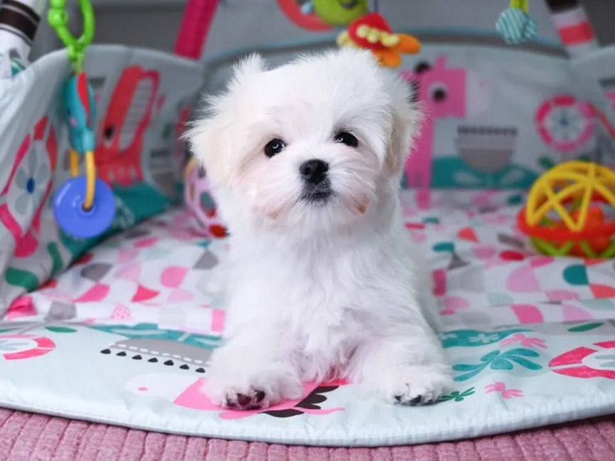 Щеночки мальтезе (болонки)