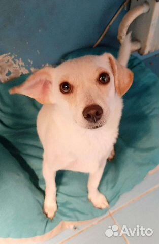 Собаки бесплатно в добрые руки