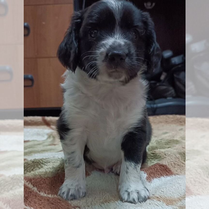 Мальчики русского спаниеля