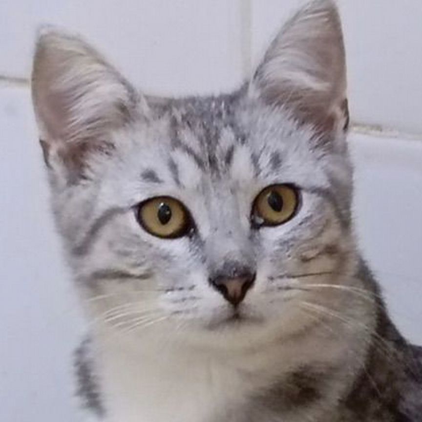 Котенок домовёнок в дар