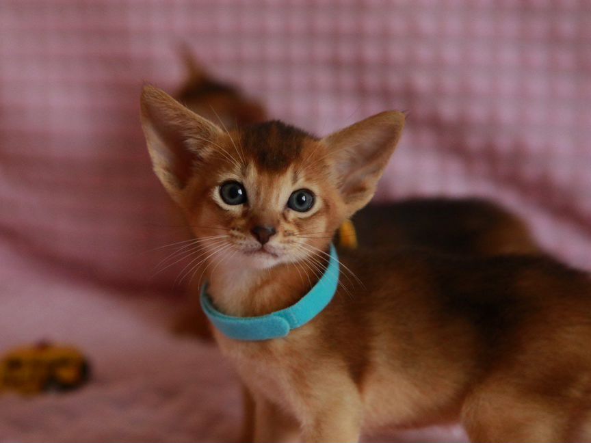 Шикарные абиссинские котята