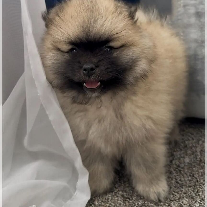 Немецкий шпиц, щенок