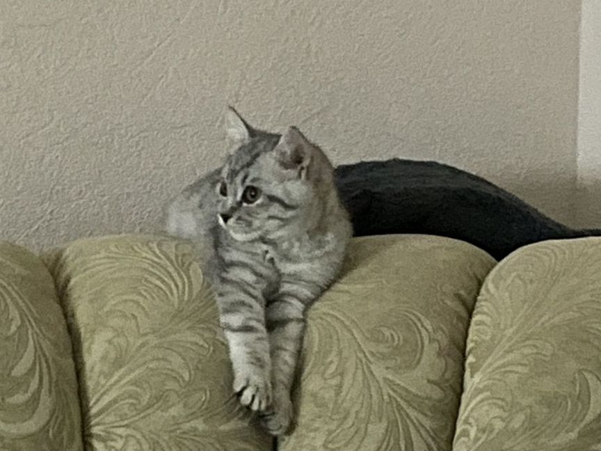 Британская кошечка для вязки